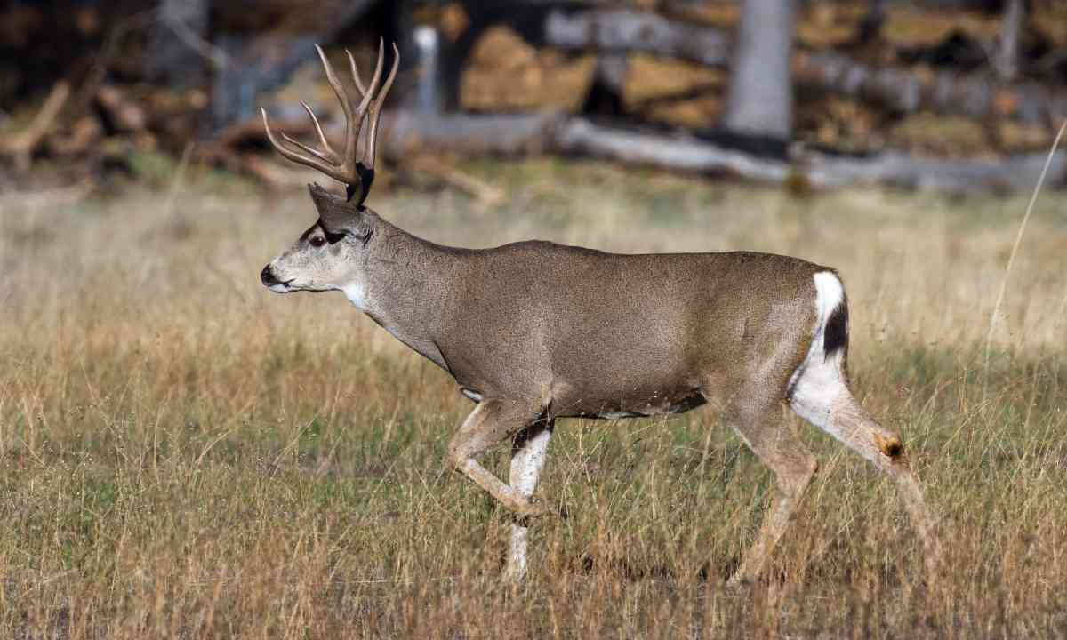 Central California Mule Deer